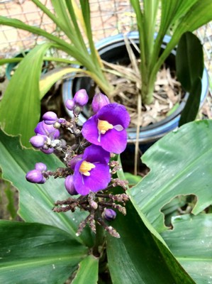 Blue Ginger — Explore Cooktown and Cape York