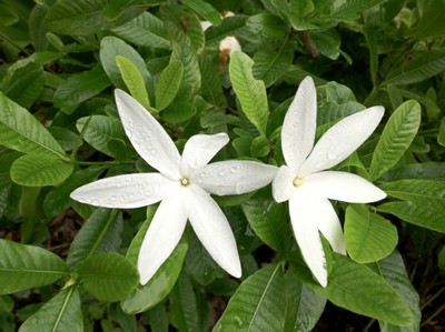 Native Gardenia — Explore Cooktown and Cape York